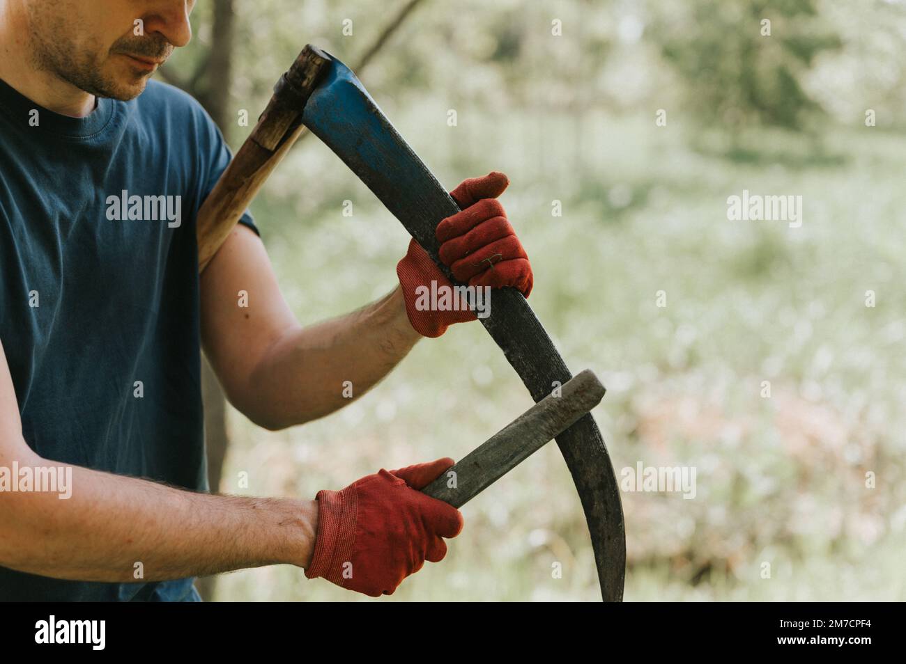mowing grass traditional old-fashioned way with hand scythe on ...