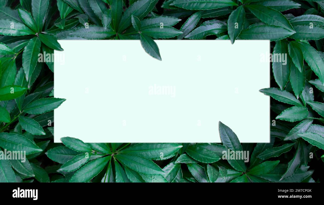 paper notes on green leaf background Stock Photo - Alamy