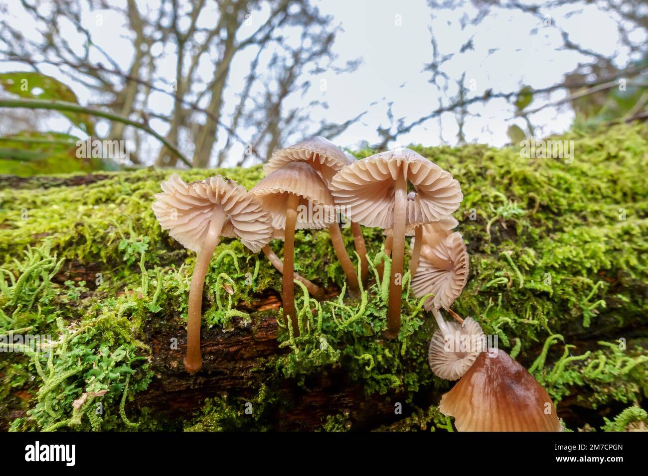 Clustered bonnet (Mycena inclinata) growing on decaying moss covered ...