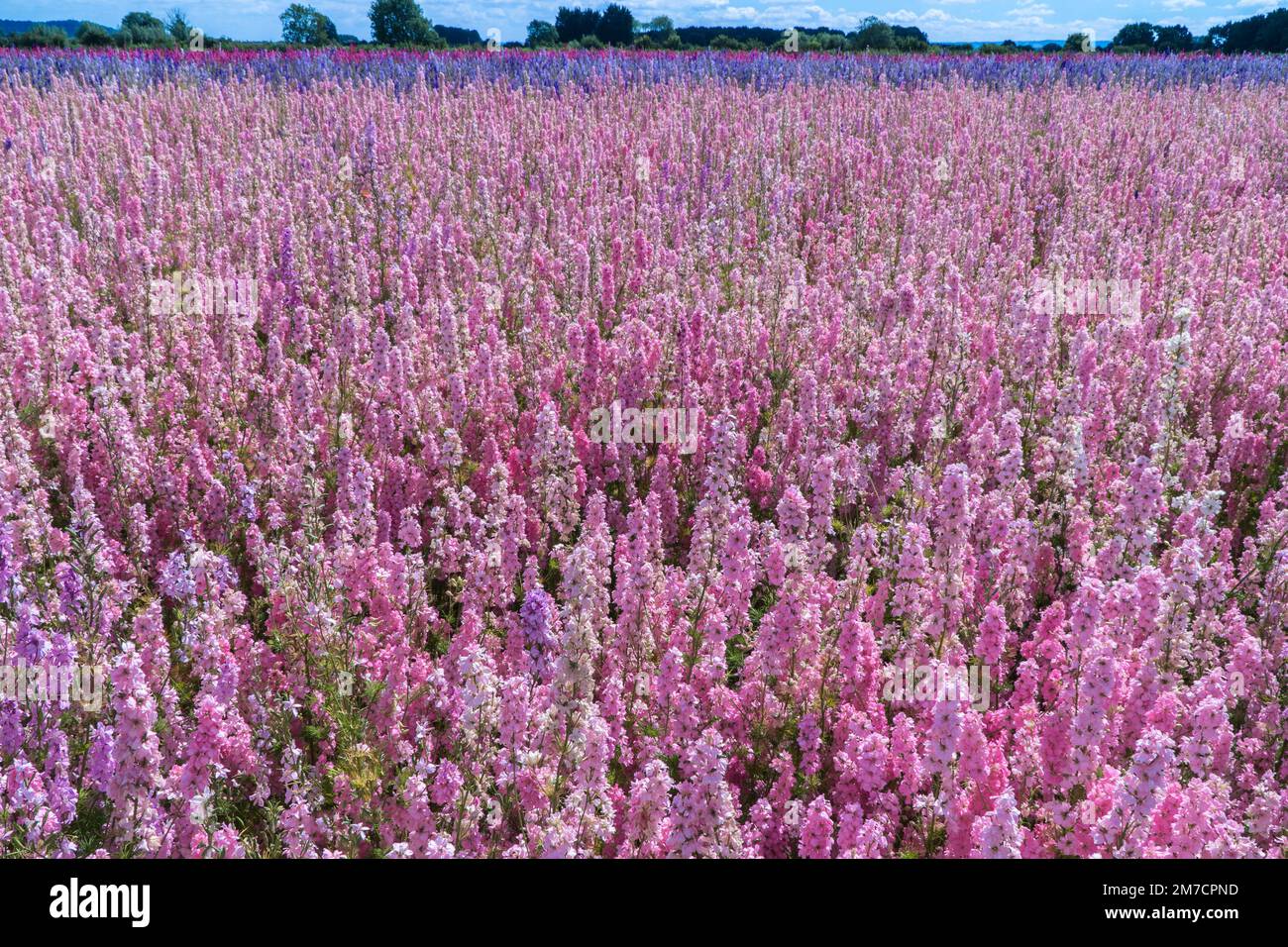 Acres of Delphinium flower (confetti fields) Worcestershire England UK ...