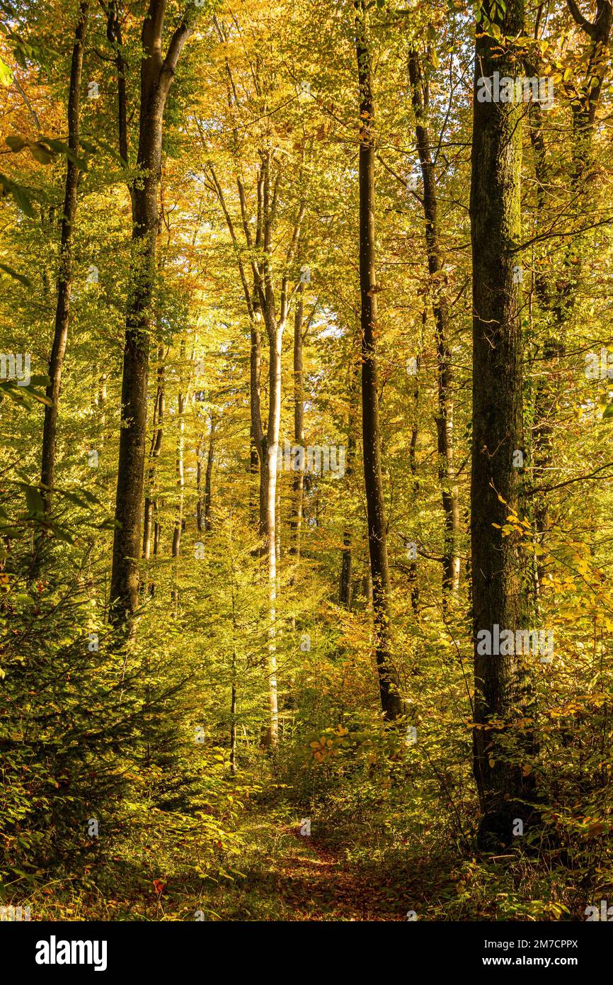 Path covered by brown leaves through forest with trees in autumn colors ...
