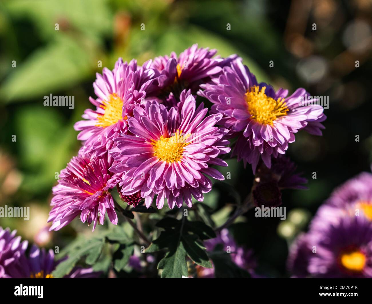 A cluster of beautiful pink and purple aster flowers in the daisy ...