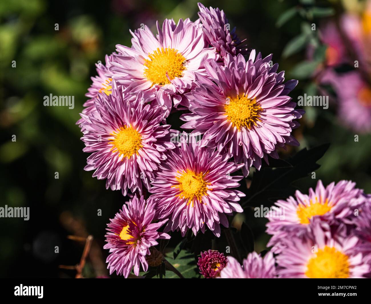 A cluster of beautiful pink and purple aster flowers in the daisy ...