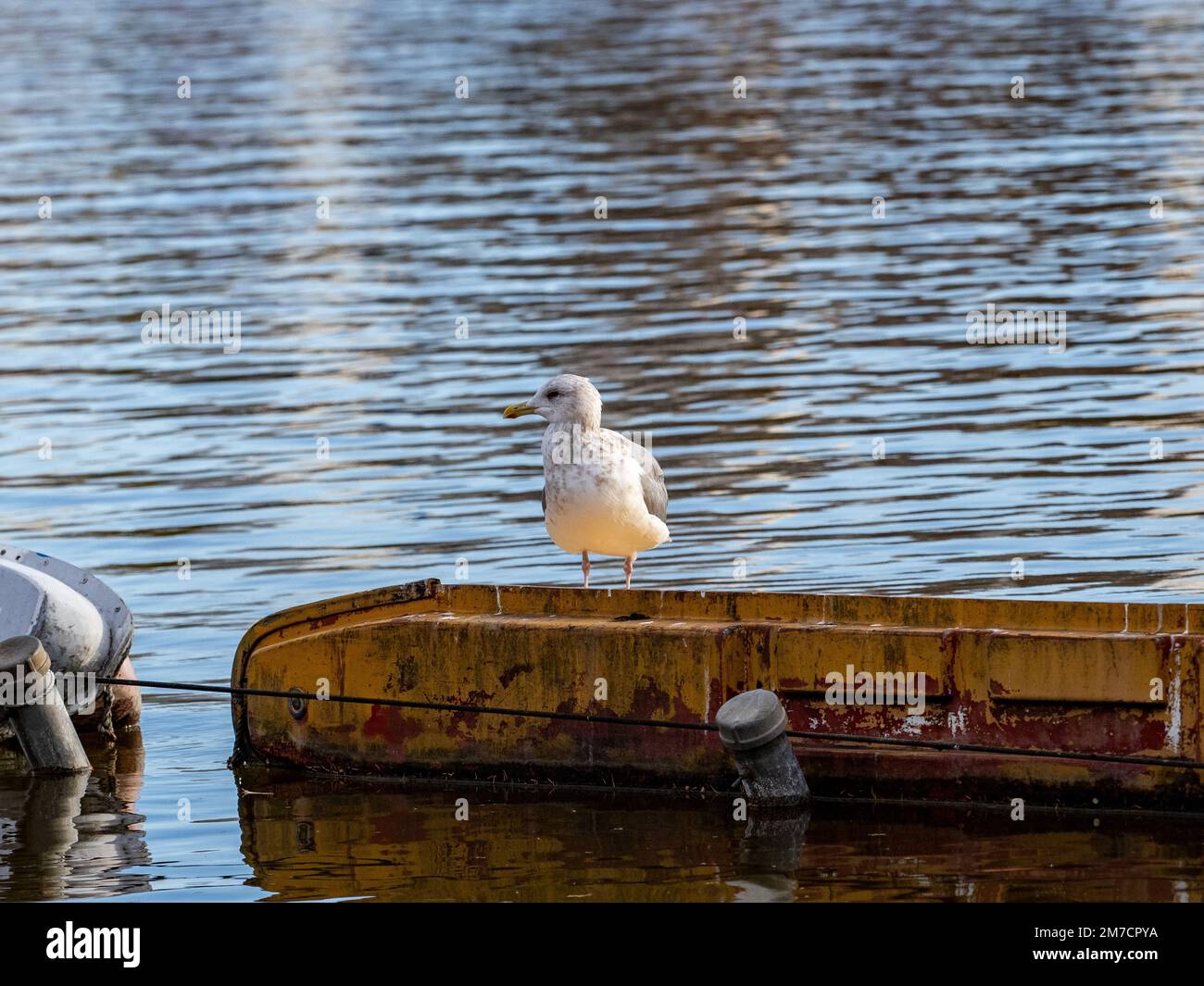 A herring gull, larus schistisagus, rests on a floating barrier while ...