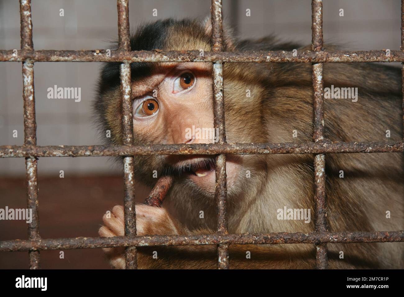 Primate behind bars hi-res stock photography and images - Alamy