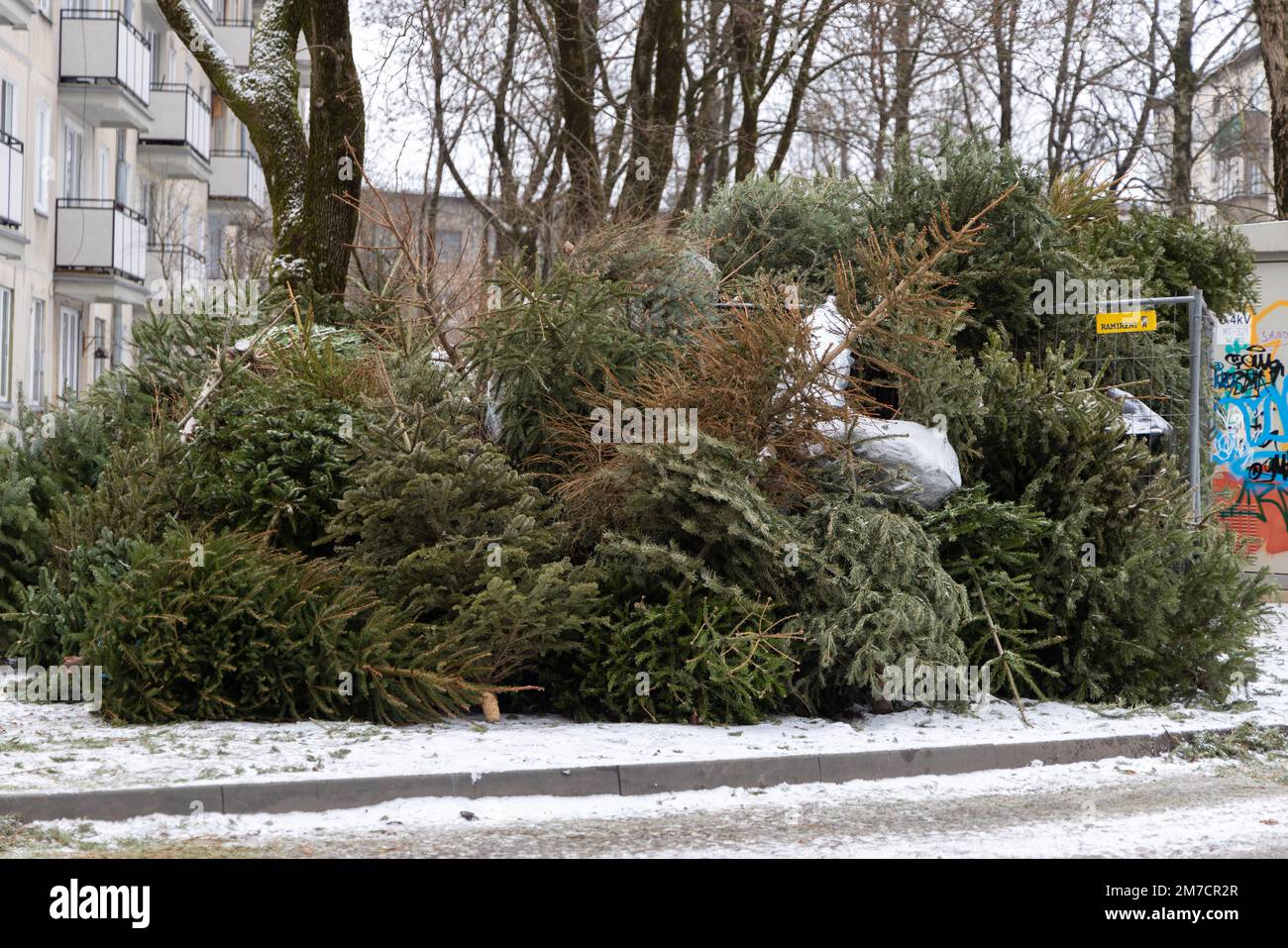 Huge pile of Christmas trees thrown out after Christmas and new year ...