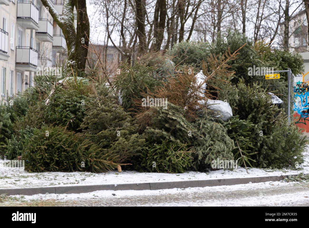 Huge pile of Christmas trees thrown out after Christmas and new year ...