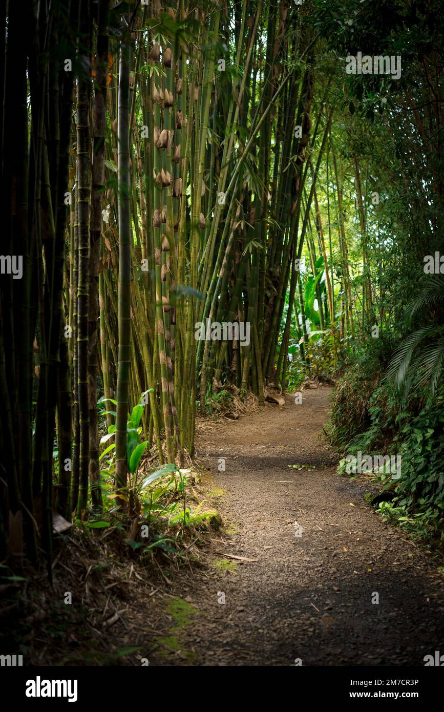 Beautiful nature bamboo forest hi-res stock photography and images - Alamy