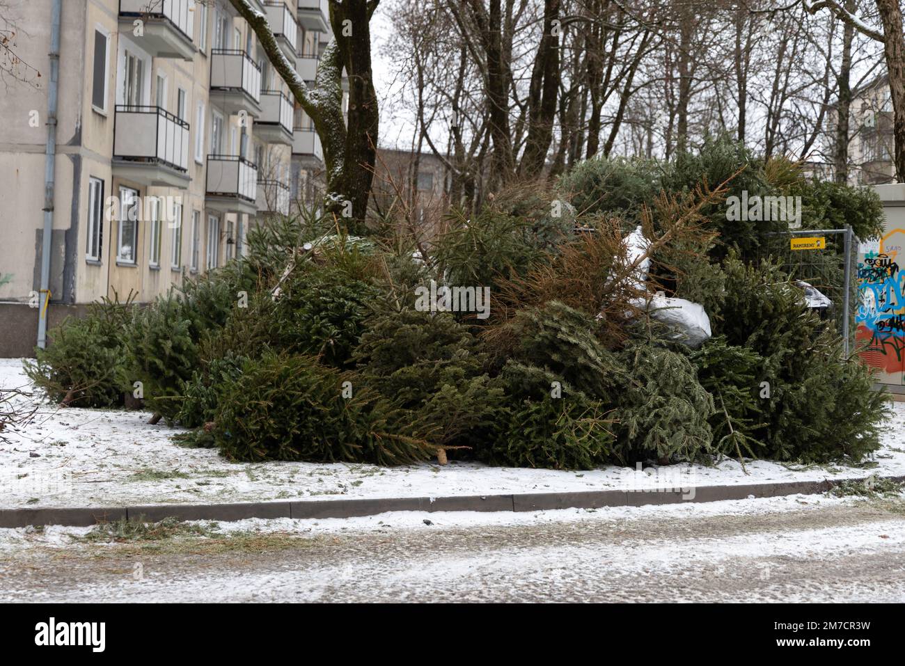 Huge pile of Christmas trees thrown out after Christmas and new year ...