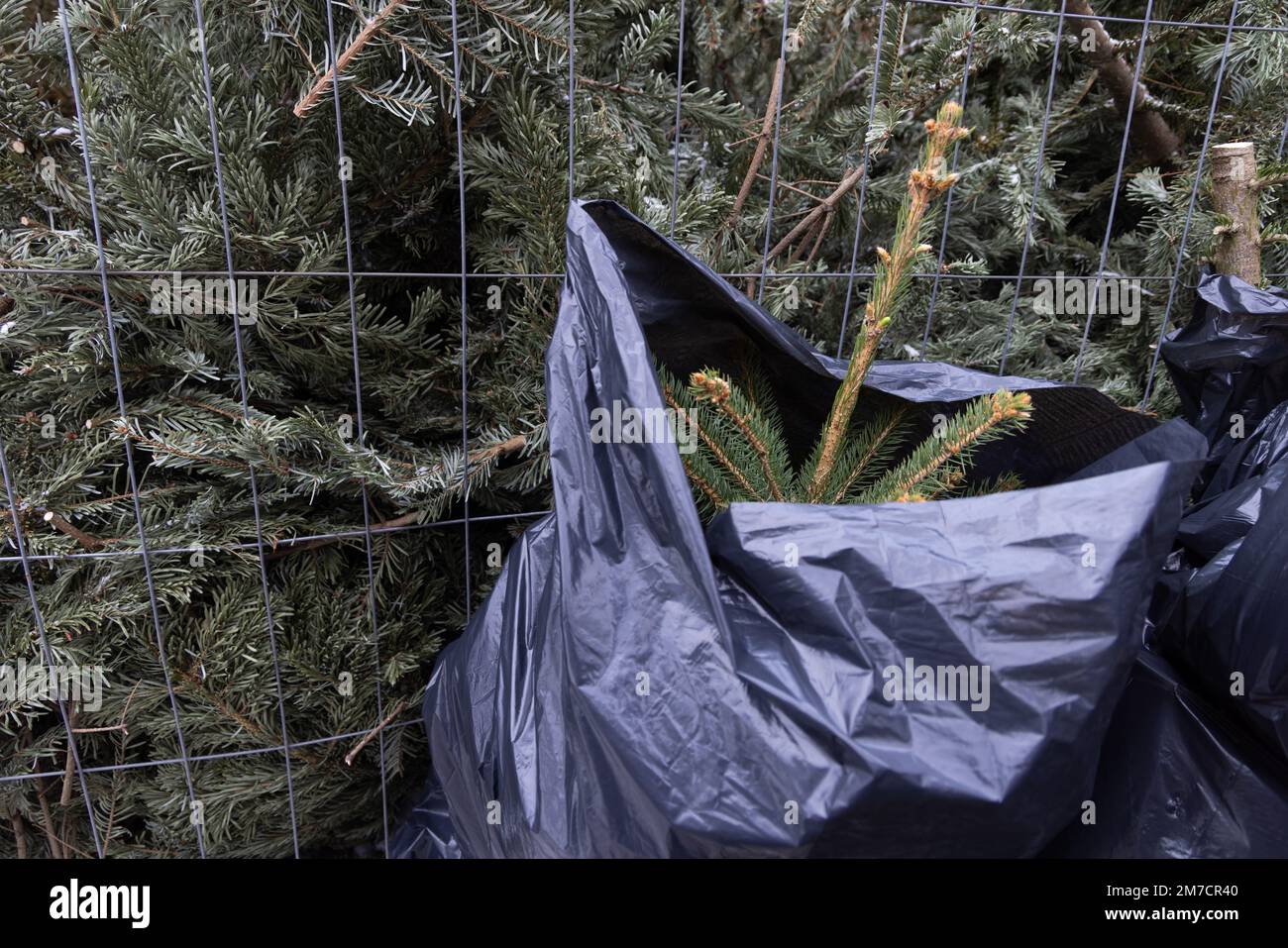 Huge pile of Christmas trees thrown out after Christmas and new year ...