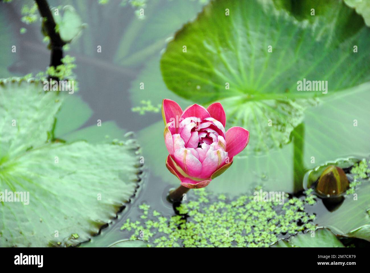 A pink lotus blossom opening Stock Photo - Alamy