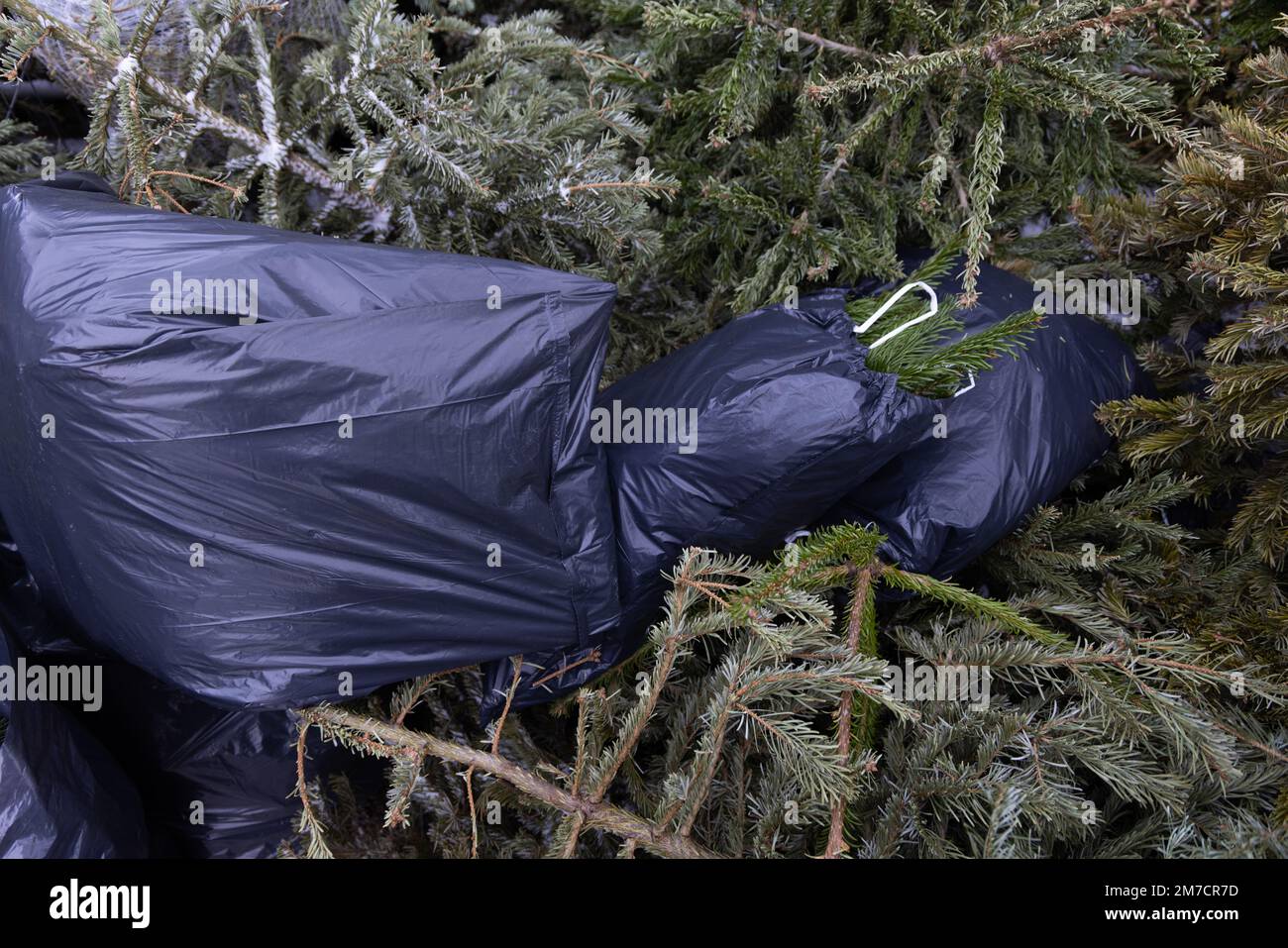 Huge pile of Christmas trees thrown out after Christmas and new year ...