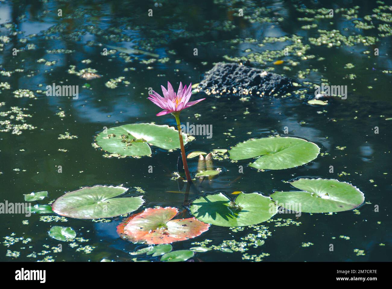 Lotus flower between the greed lotus pads Stock Photo - Alamy