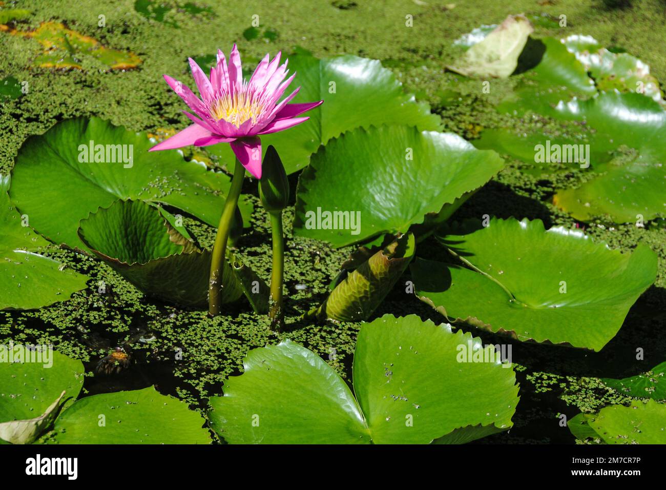 Lotus born hi-res stock photography and images - Alamy