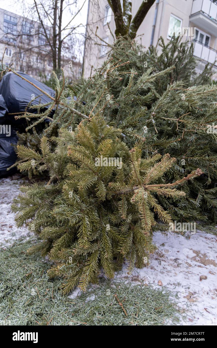 Huge pile of Christmas trees thrown out after Christmas and new year ...