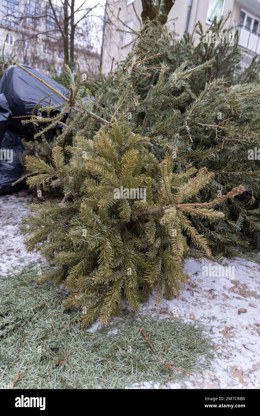 Huge pile of Christmas trees thrown out after Christmas and new year ...