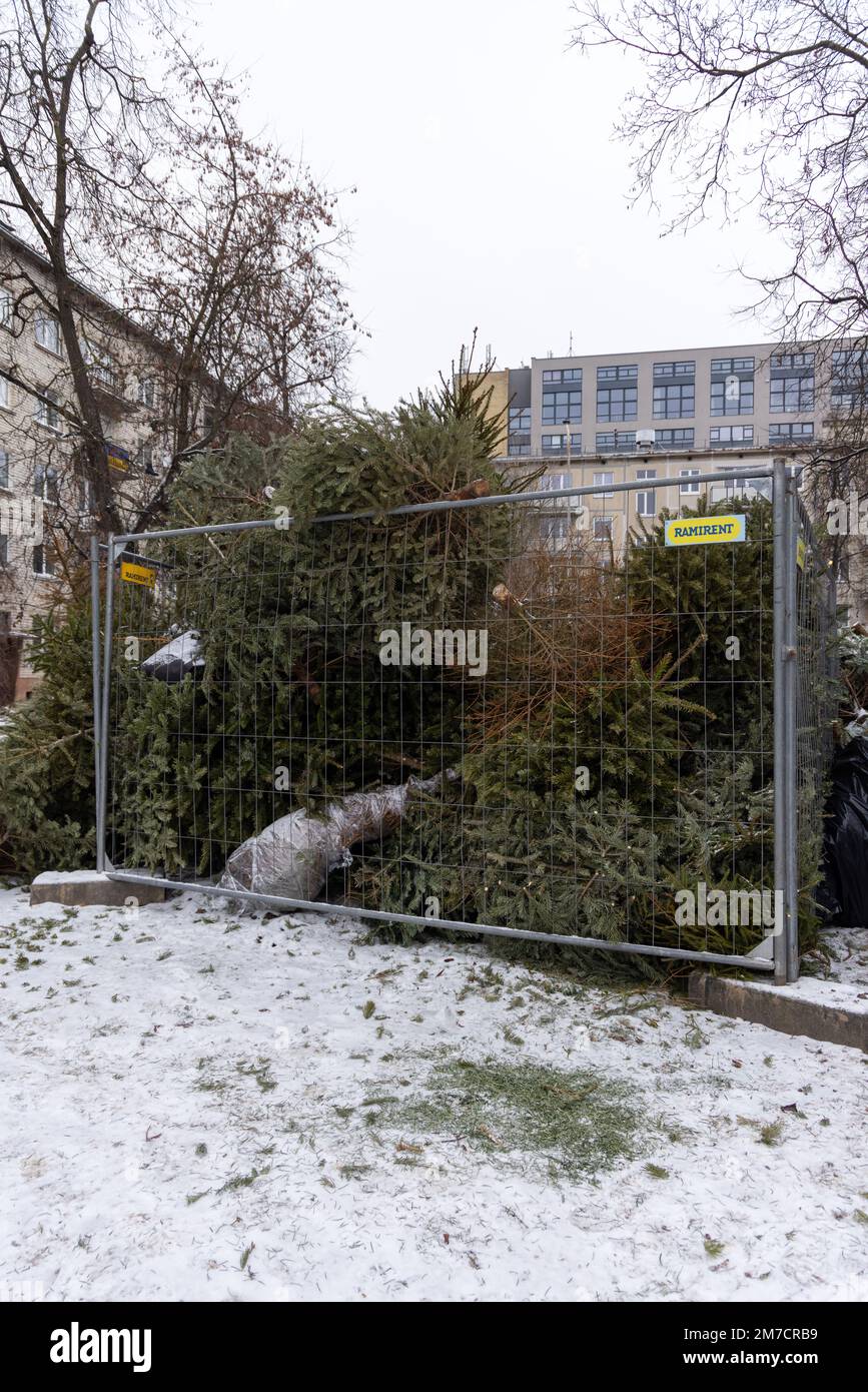 Huge pile of Christmas trees thrown out after Christmas and new year ...