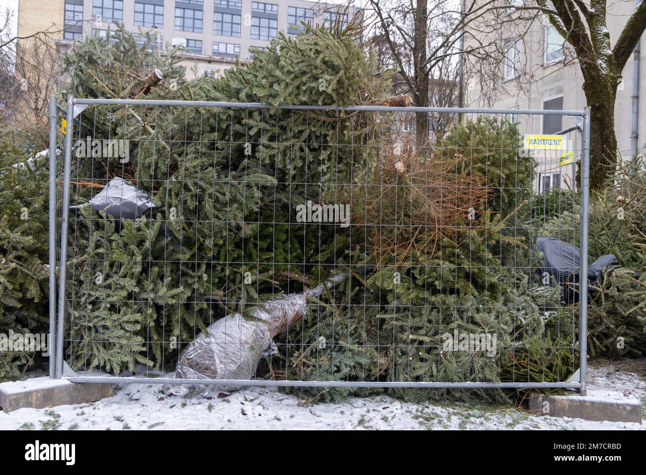 Huge pile of Christmas trees thrown out after Christmas and new year ...