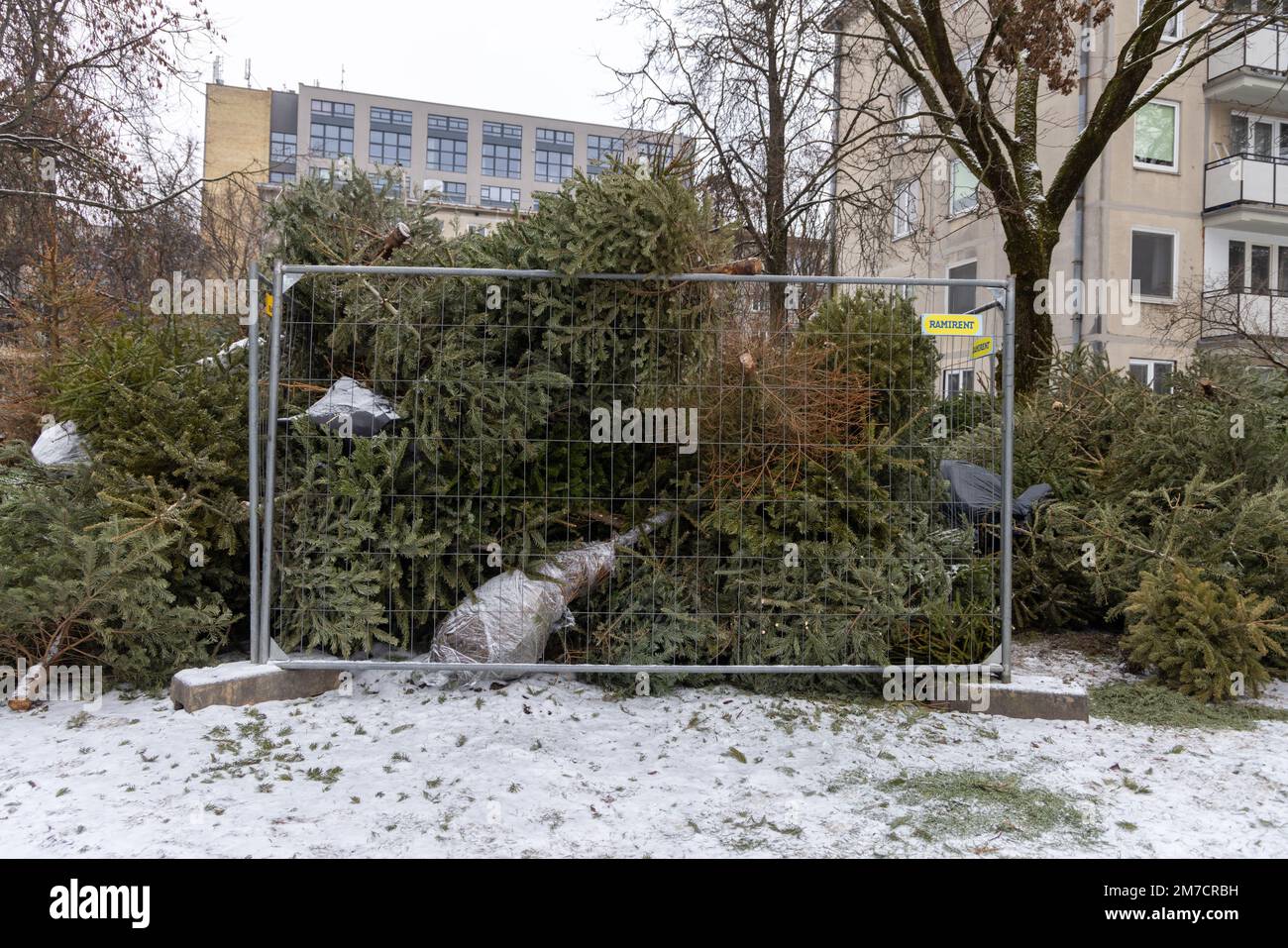 Huge pile of Christmas trees thrown out after Christmas and new year ...