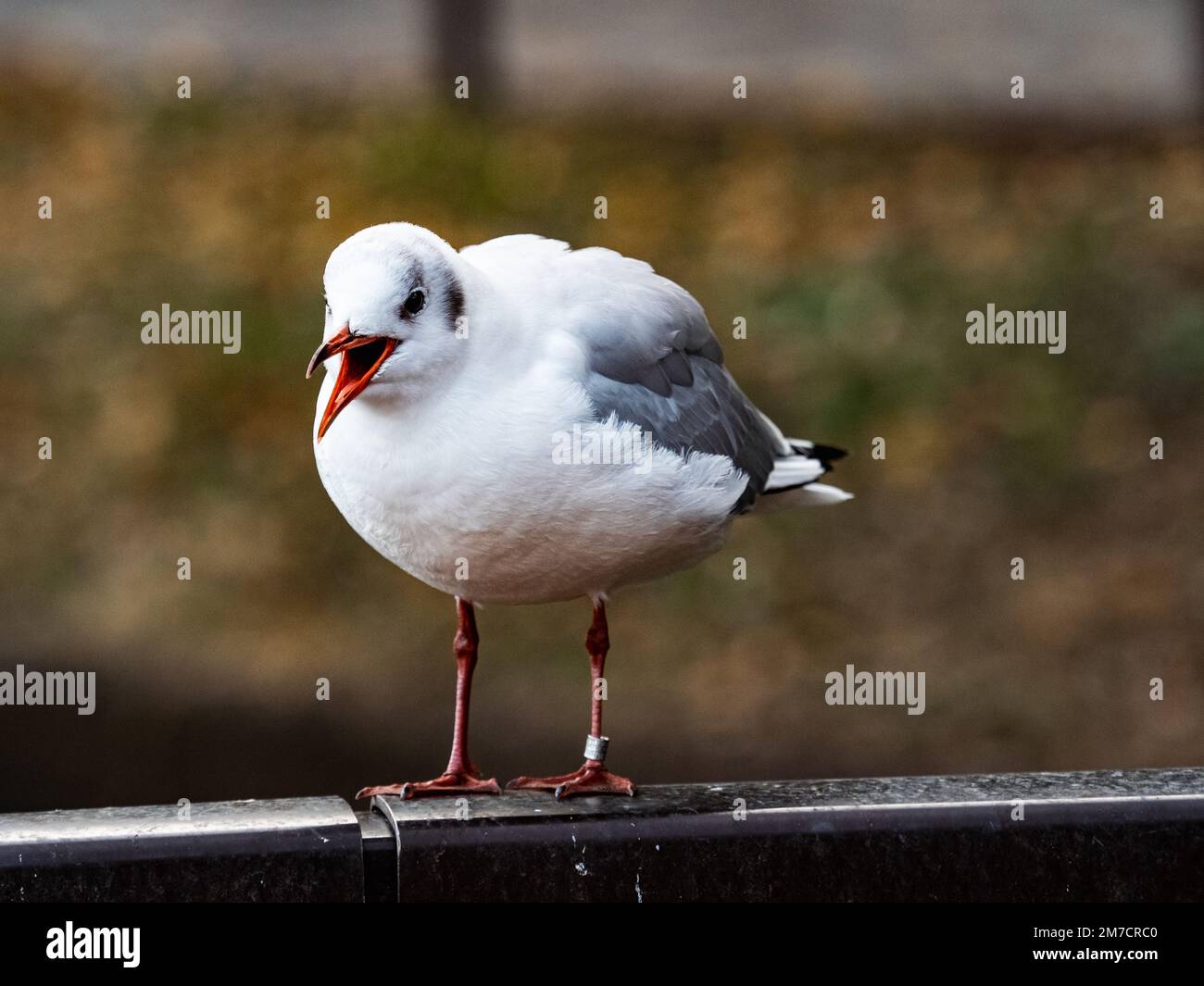 A cute black-headed gull, Chroicocephalus ridibundus, stands on the ...