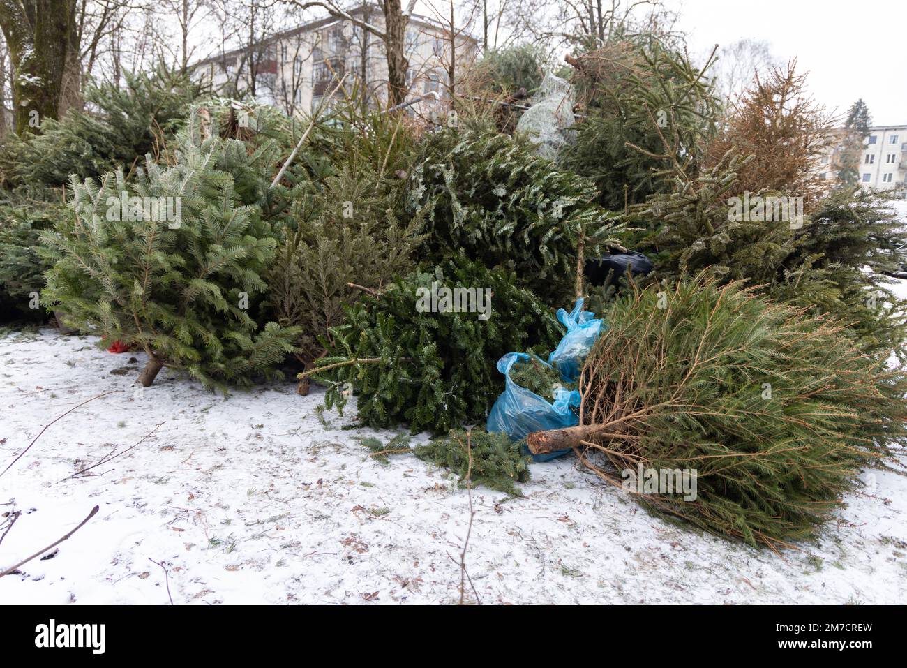 Huge pile of Christmas trees thrown out after Christmas and new year ...