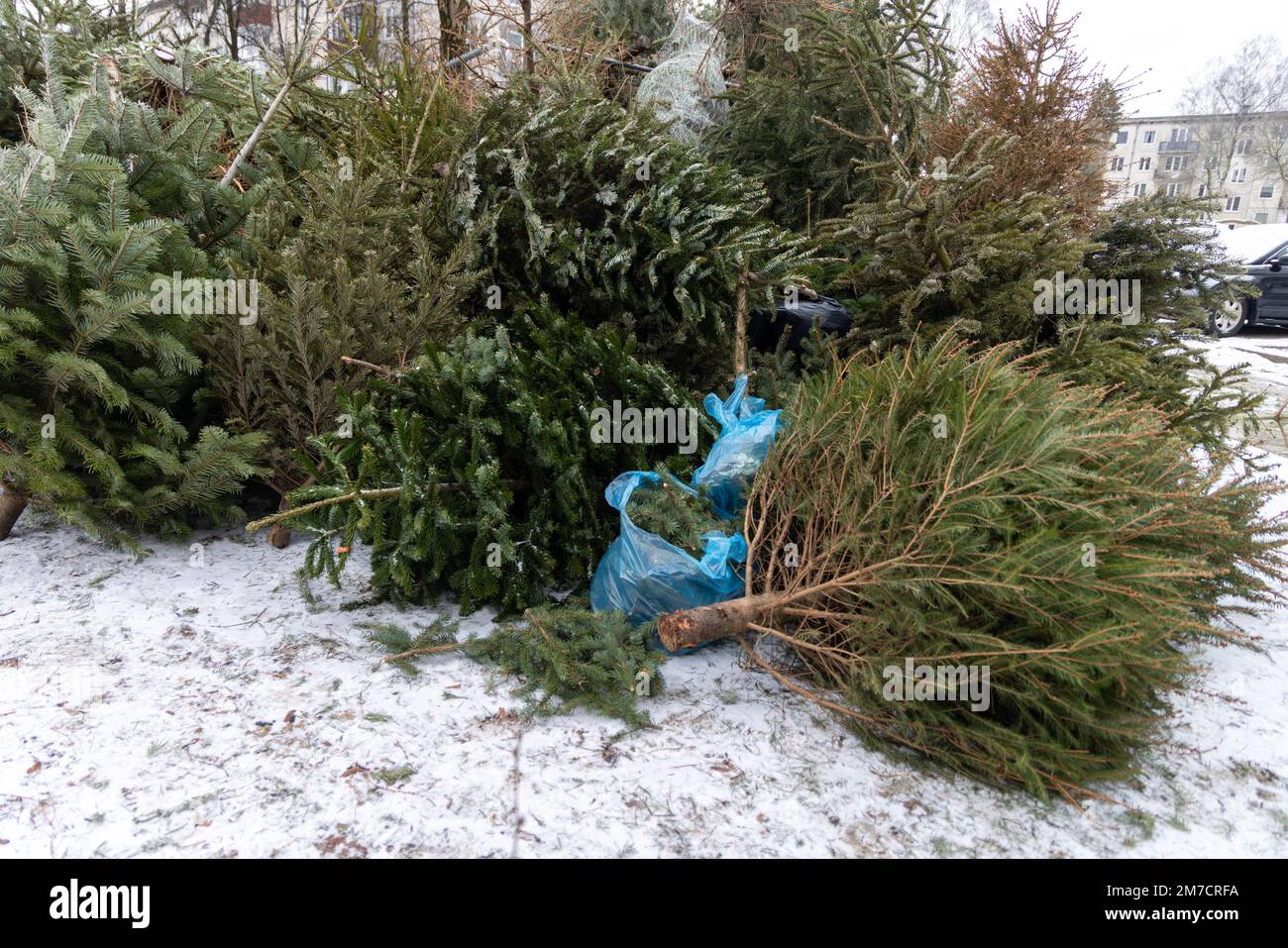 Huge pile of Christmas trees thrown out after Christmas and new year ...