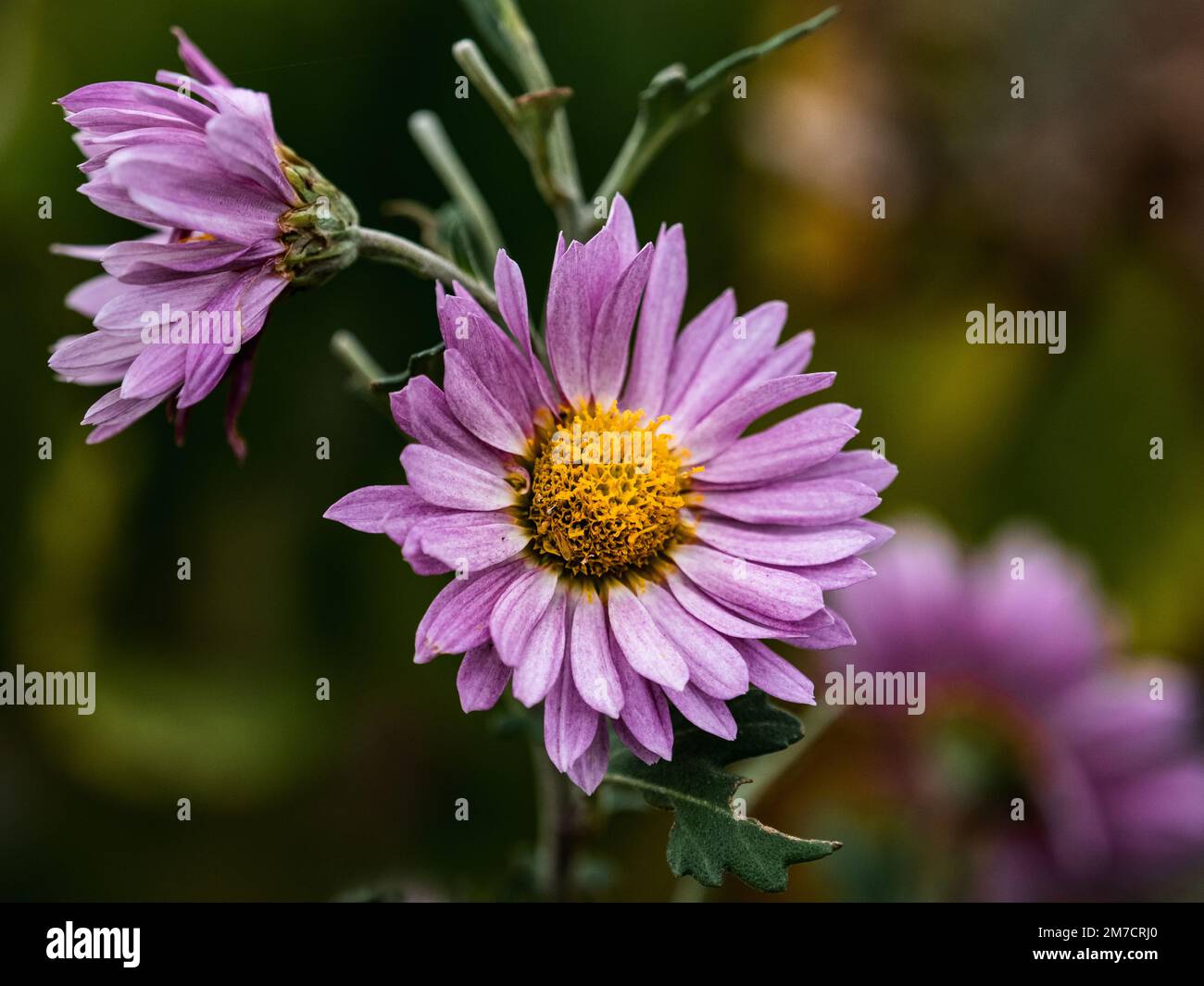 A beautiful pink and purple aster flower, in the daisy, family bloom ...