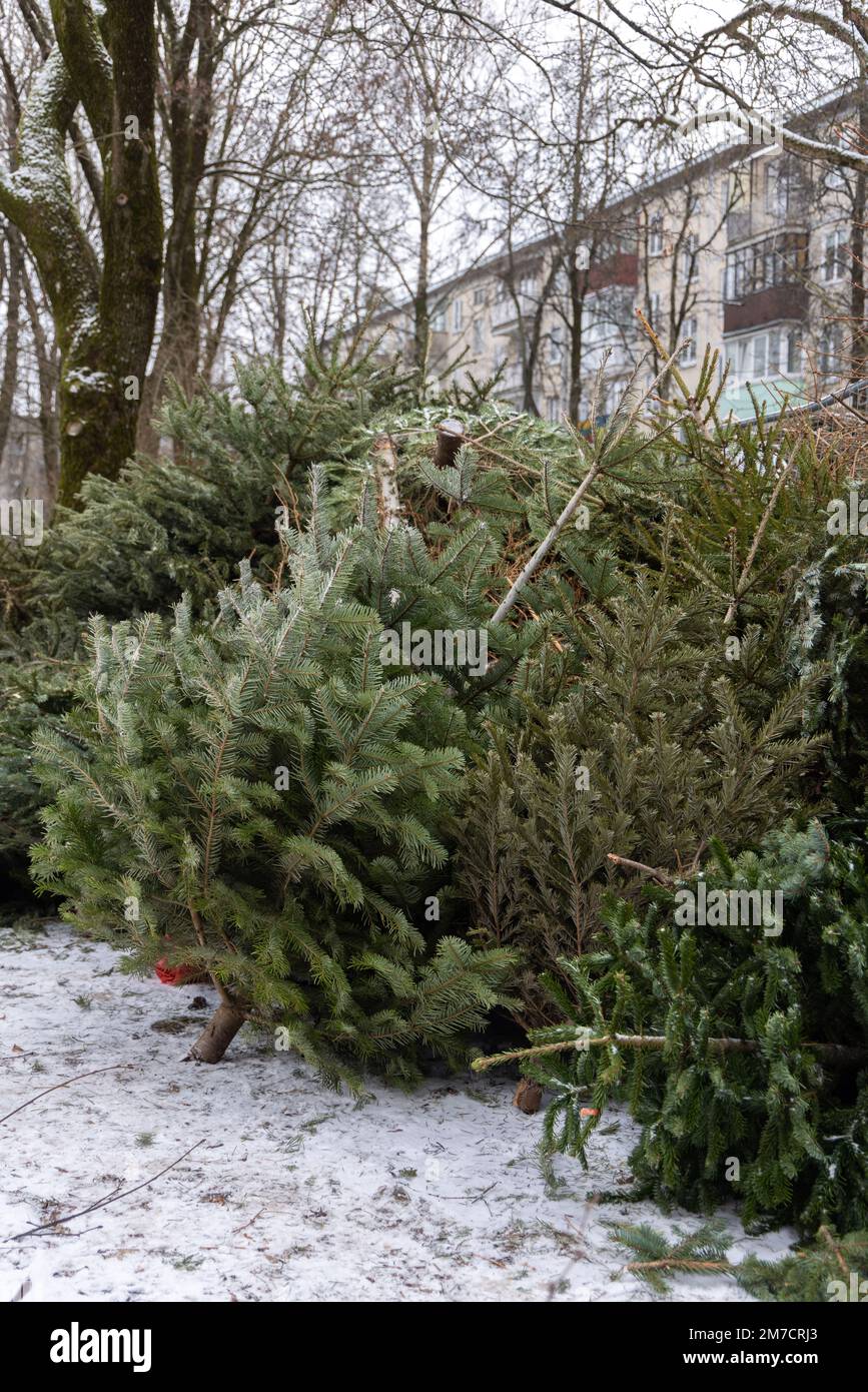 Huge pile of Christmas trees thrown out after Christmas and new year ...