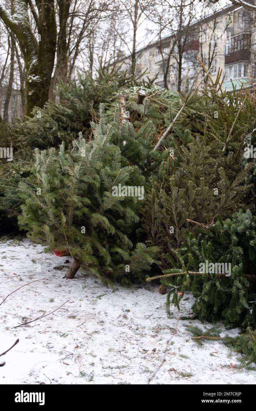 Huge pile of Christmas trees thrown out after Christmas and new year ...