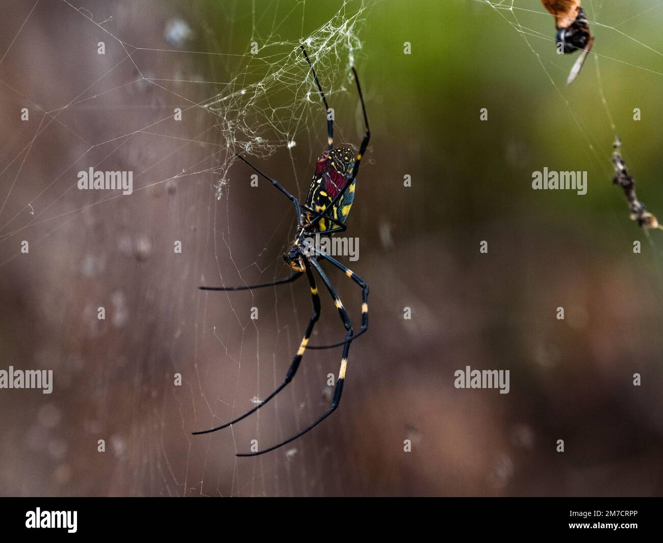 A large, colorful joro spider, trichonephila clavata, rests on its web ...