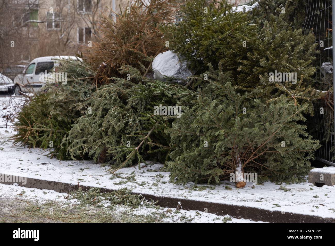 Huge pile of Christmas trees thrown out after Christmas and new year ...