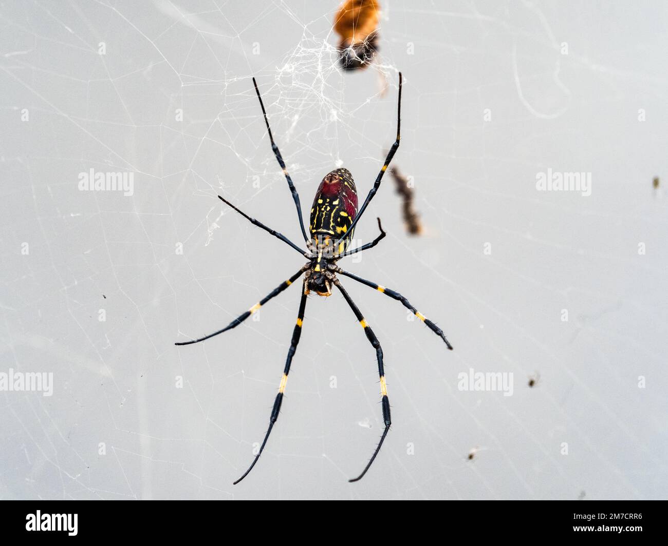A large, colorful joro spider, trichonephila clavata, rests on its web ...