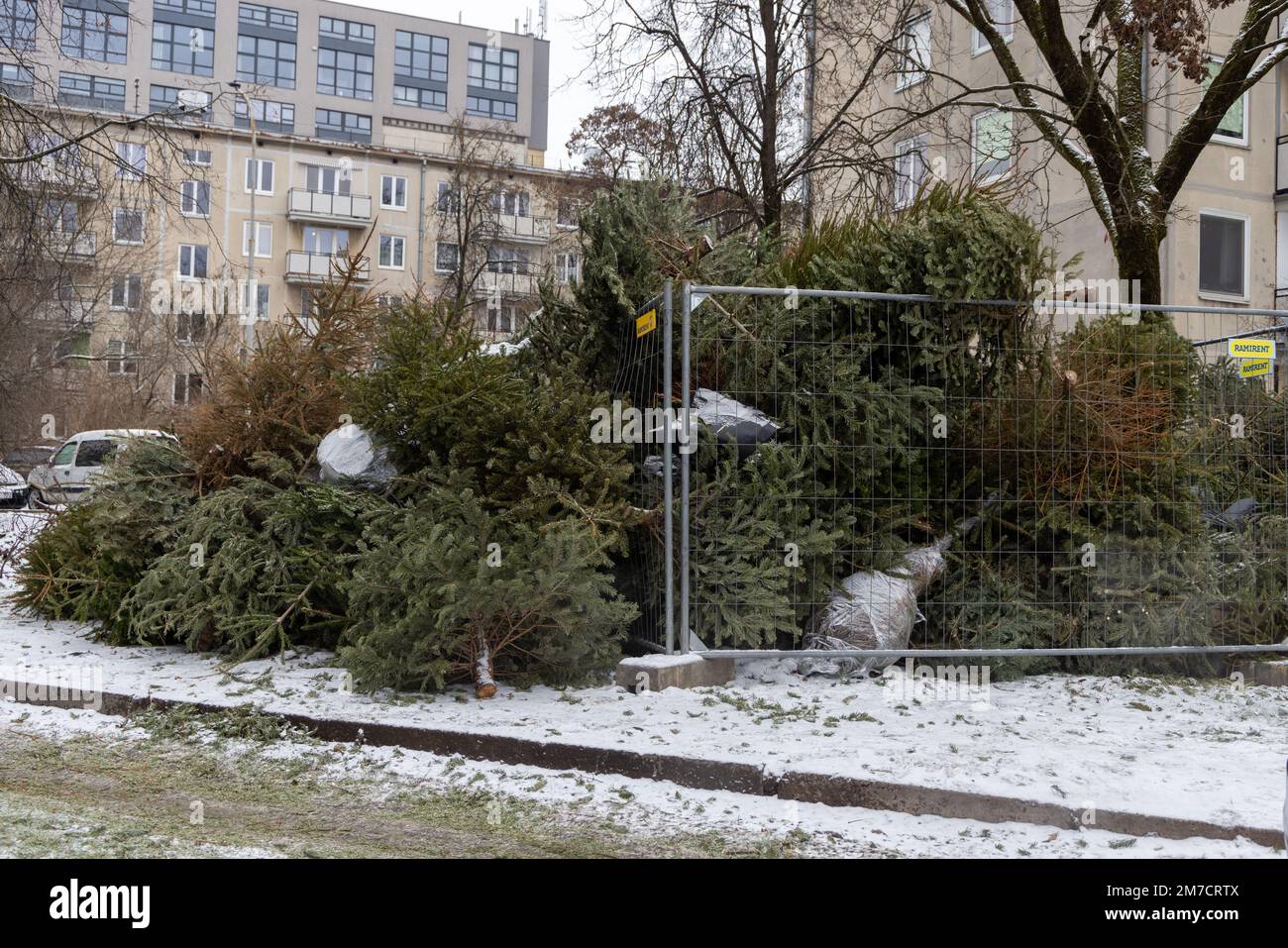 Huge pile of Christmas trees thrown out after Christmas and new year ...