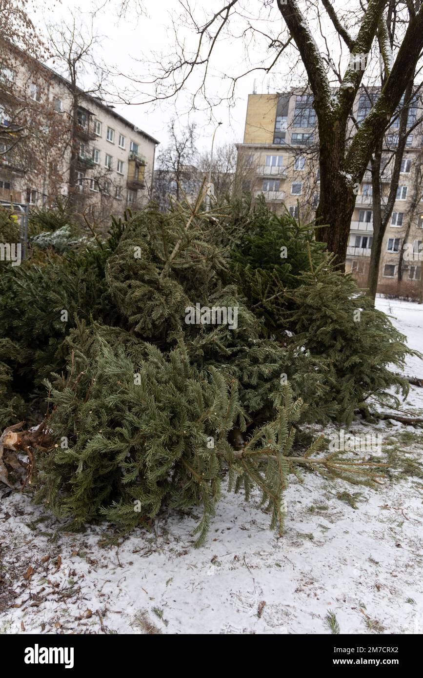 Huge pile of Christmas trees thrown out after Christmas and new year ...