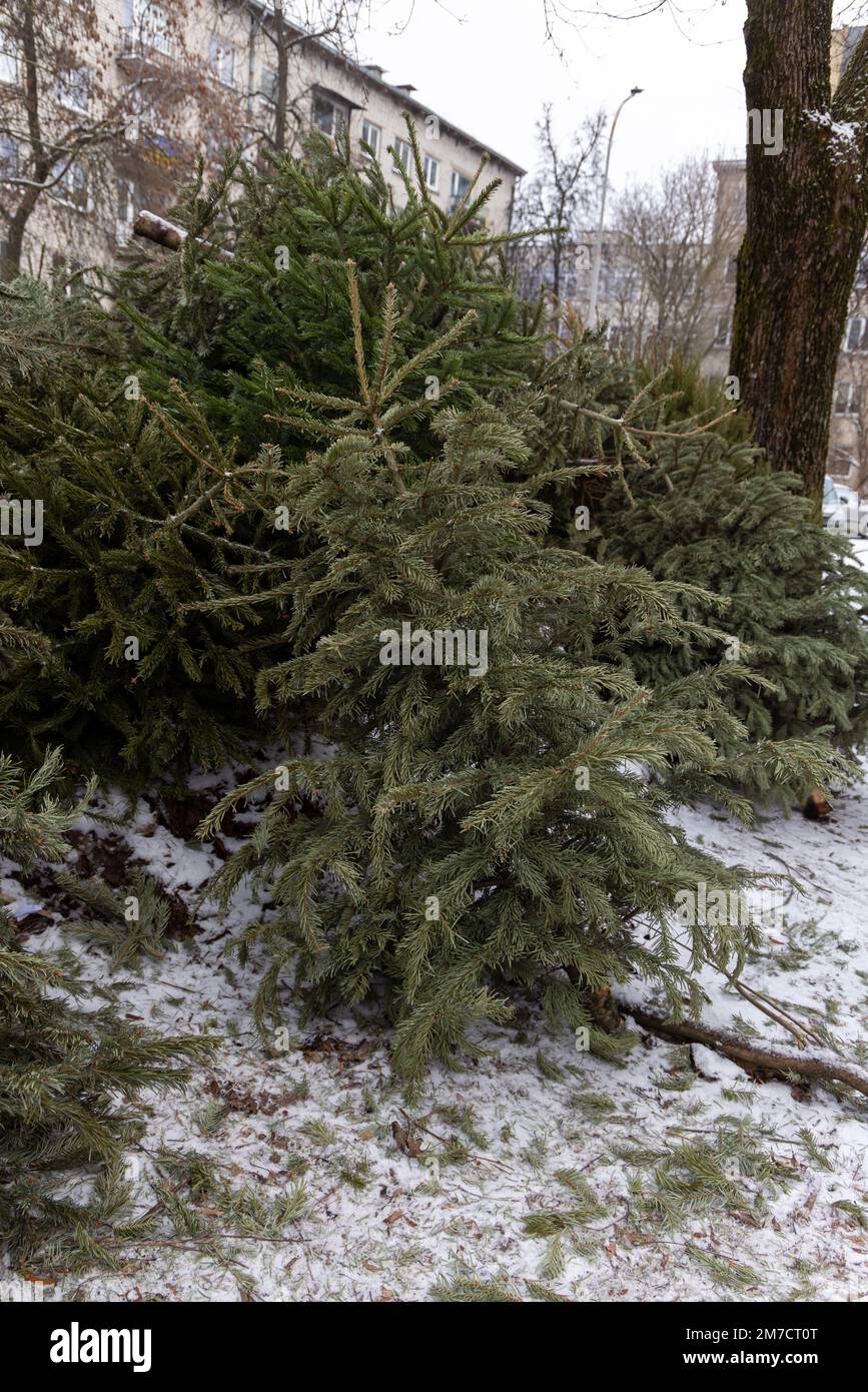 Huge pile of Christmas trees thrown out after Christmas and new year ...