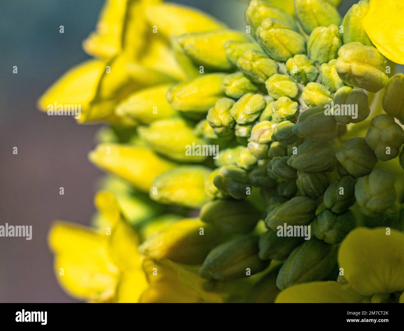 A close-up macro shot of wild field mustard flowers, brassica rapa, in ...