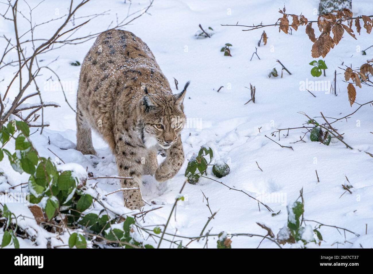 Eurasian Lynx walking, wild cat in the forest with snow. Wildlife scene ...
