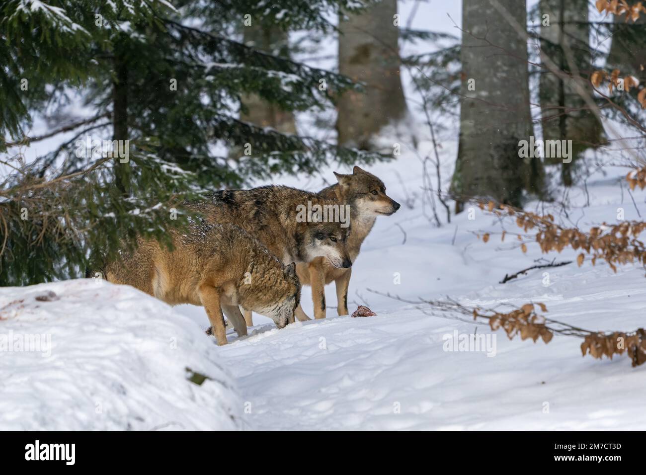 group of wolves hunting in the forest under the snow background ...