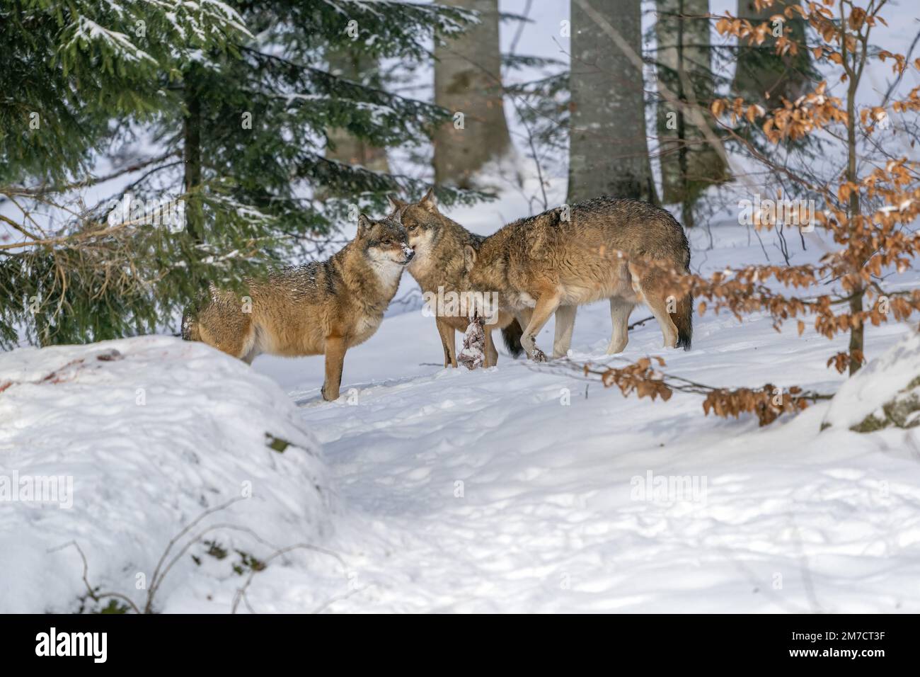 group of wolves hunting in the forest under the snow background ...