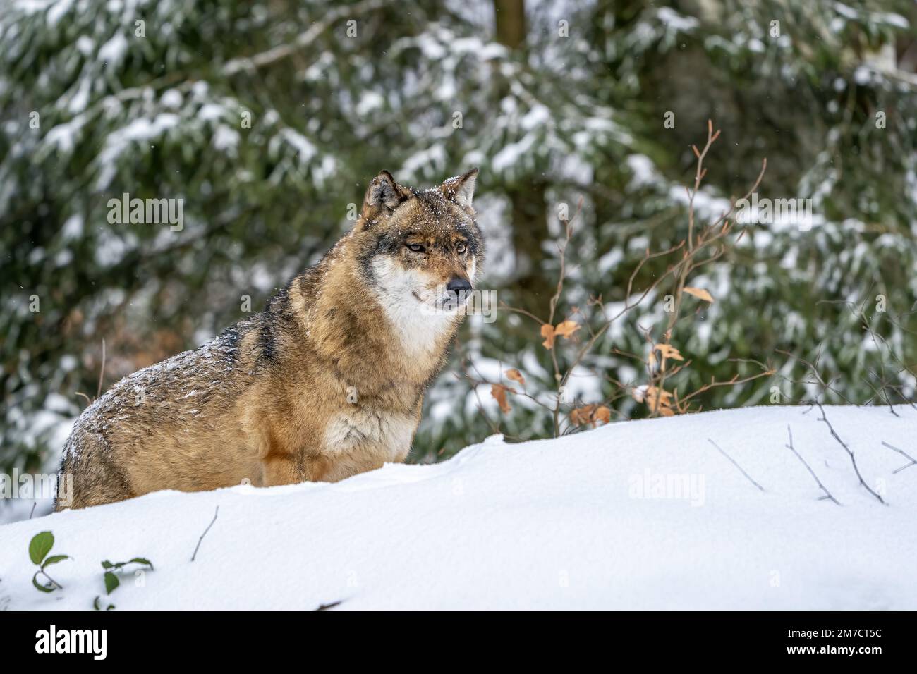 a wolf looking at you in the snow background portrait Stock Photo - Alamy