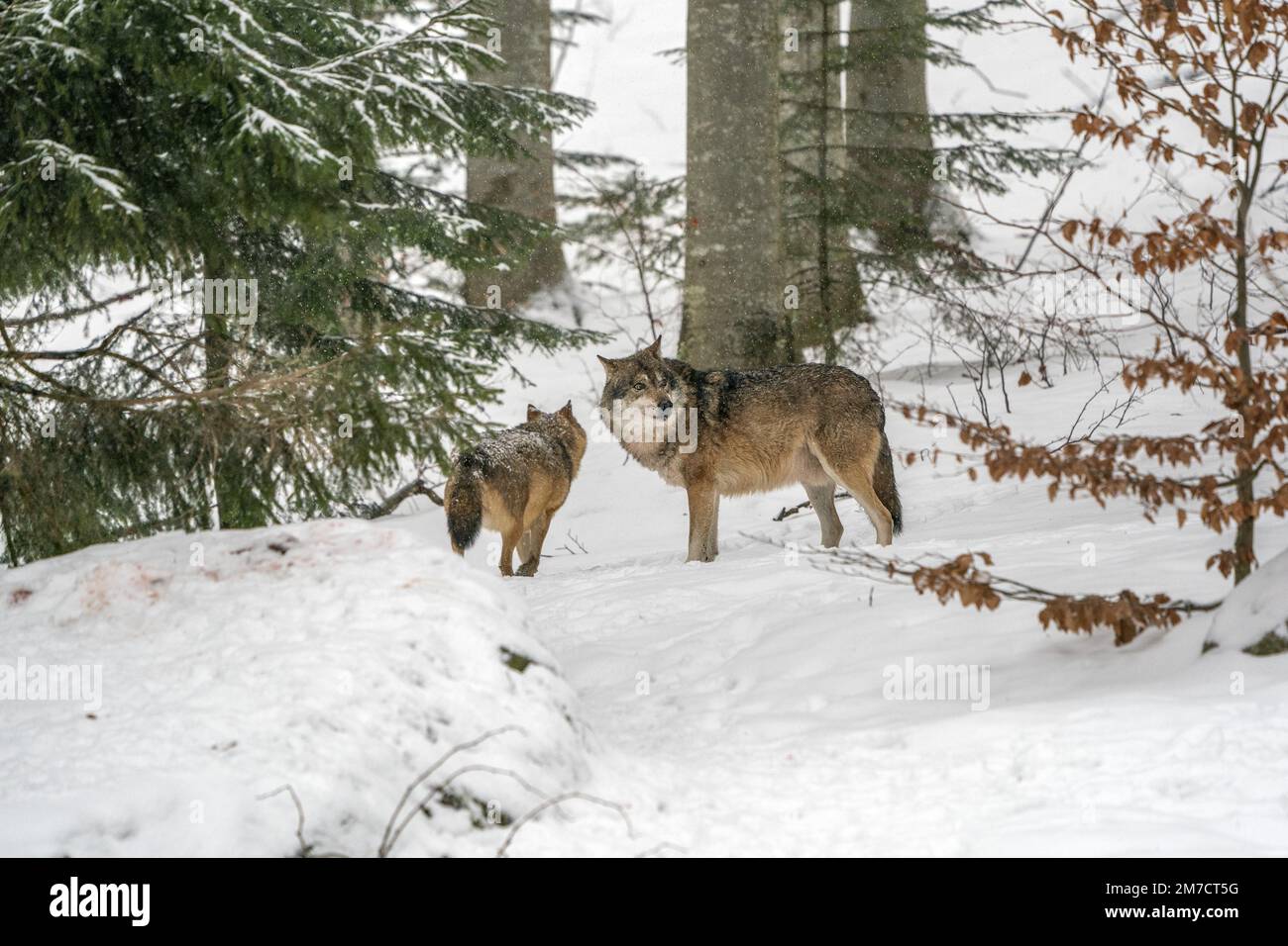 group of wolves hunting in the forest under the snow background ...