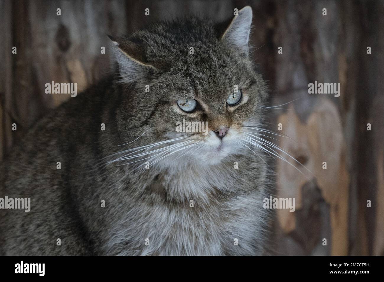 European Wild Cat (Felis silvestris) looking at you Stock Photo - Alamy