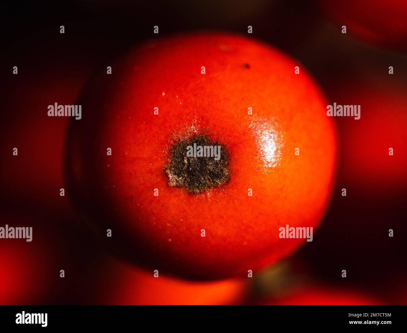 Extreme macro photos of small red kurogane holly berries, Ilex rotunda ...
