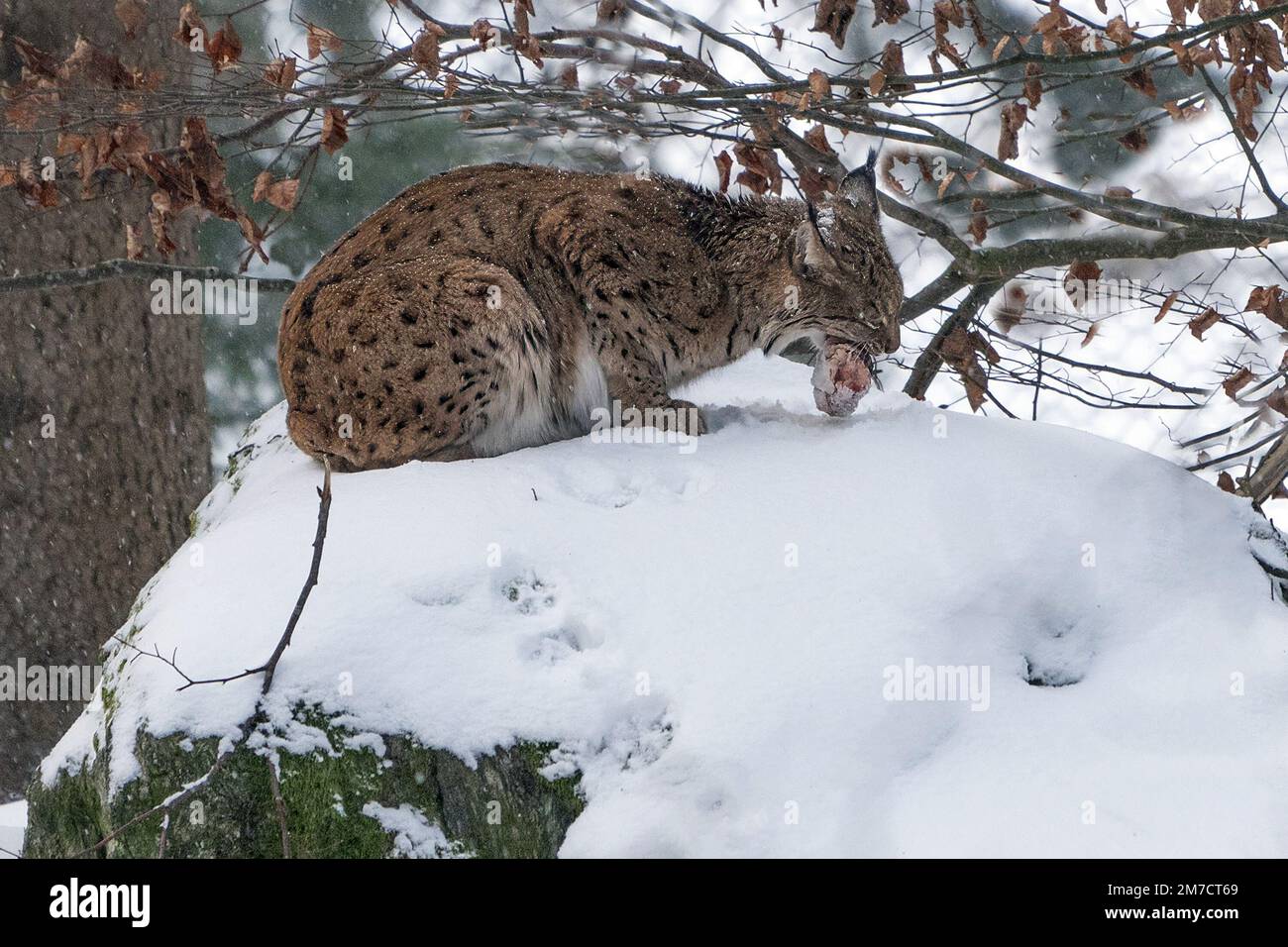 hunting caught a mouse in mouth Eurasian Lynx walking, wild cat in the ...