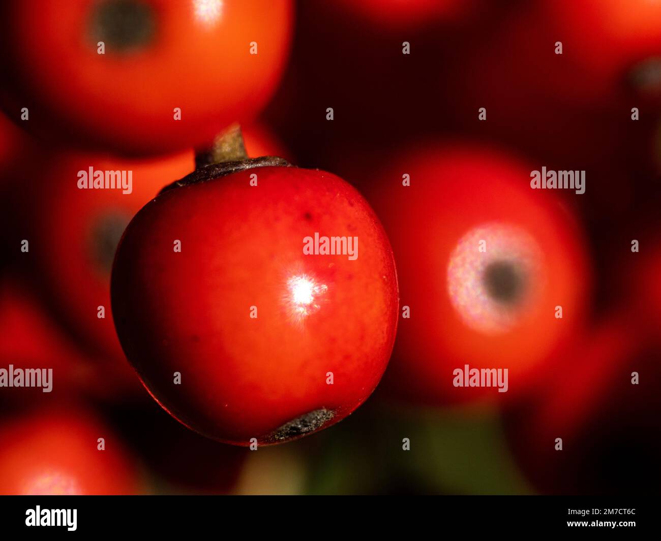 Extreme macro photos of small red kurogane holly berries, Ilex rotunda ...