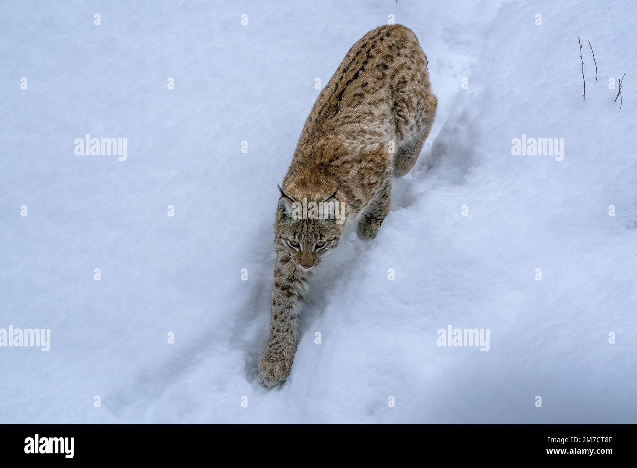 hunting Eurasian Lynx walking, wild cat in the forest with snow ...