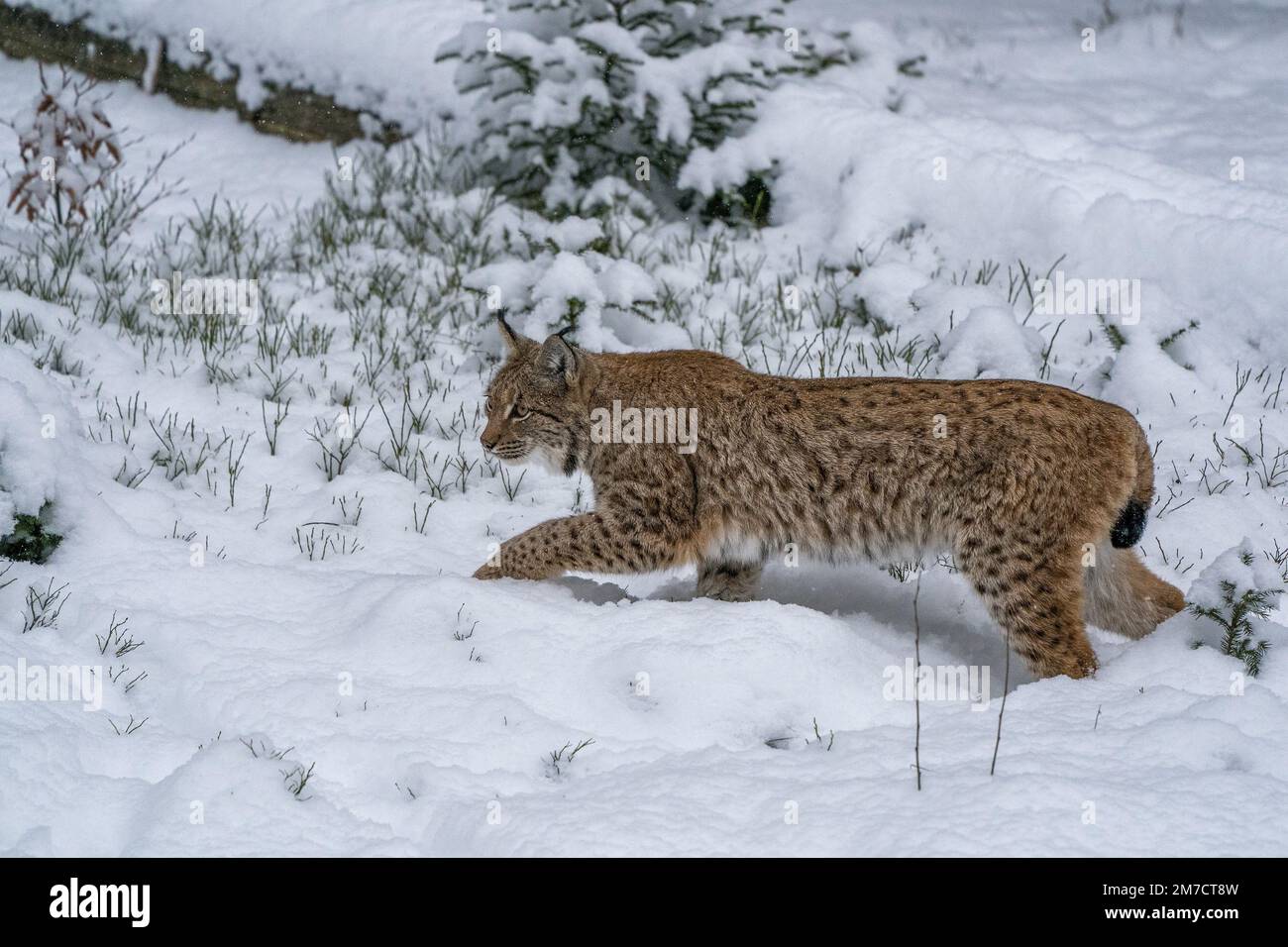hunting Eurasian Lynx walking, wild cat in the forest with snow ...
