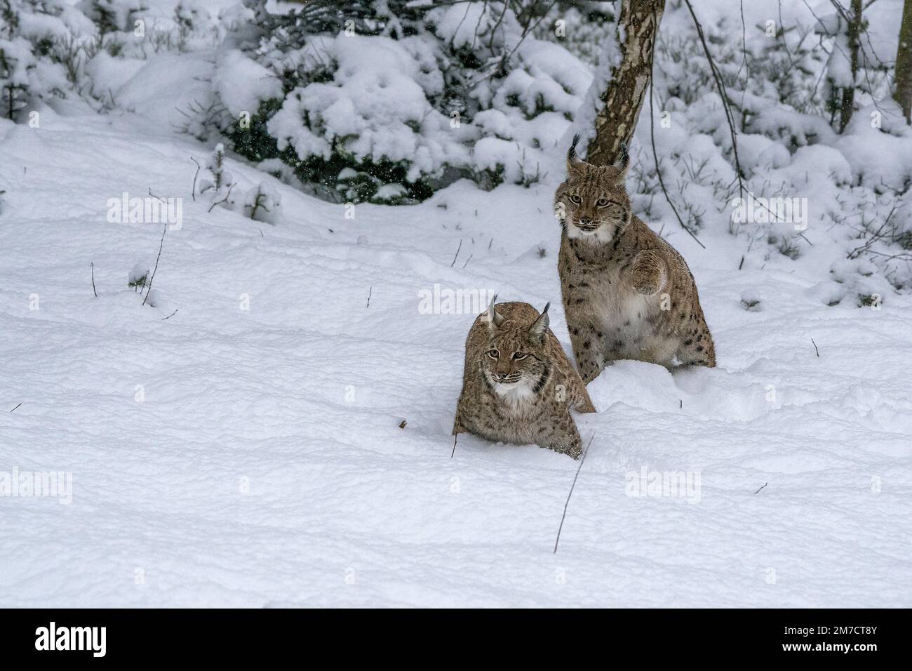 hunting Eurasian Lynx walking, wild cat in the forest with snow ...