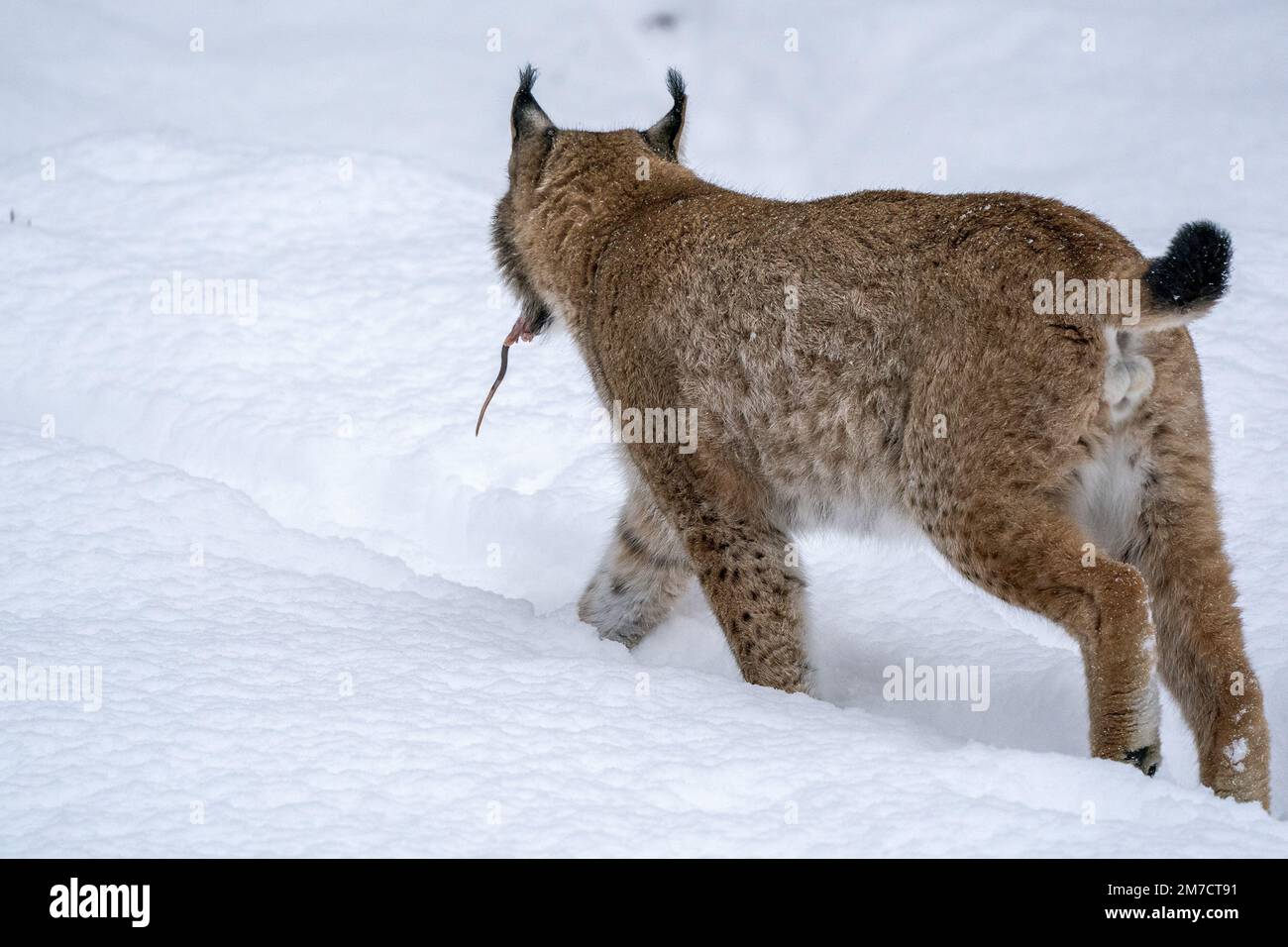 hunting caught a mouse in mouth Eurasian Lynx walking, wild cat in the ...