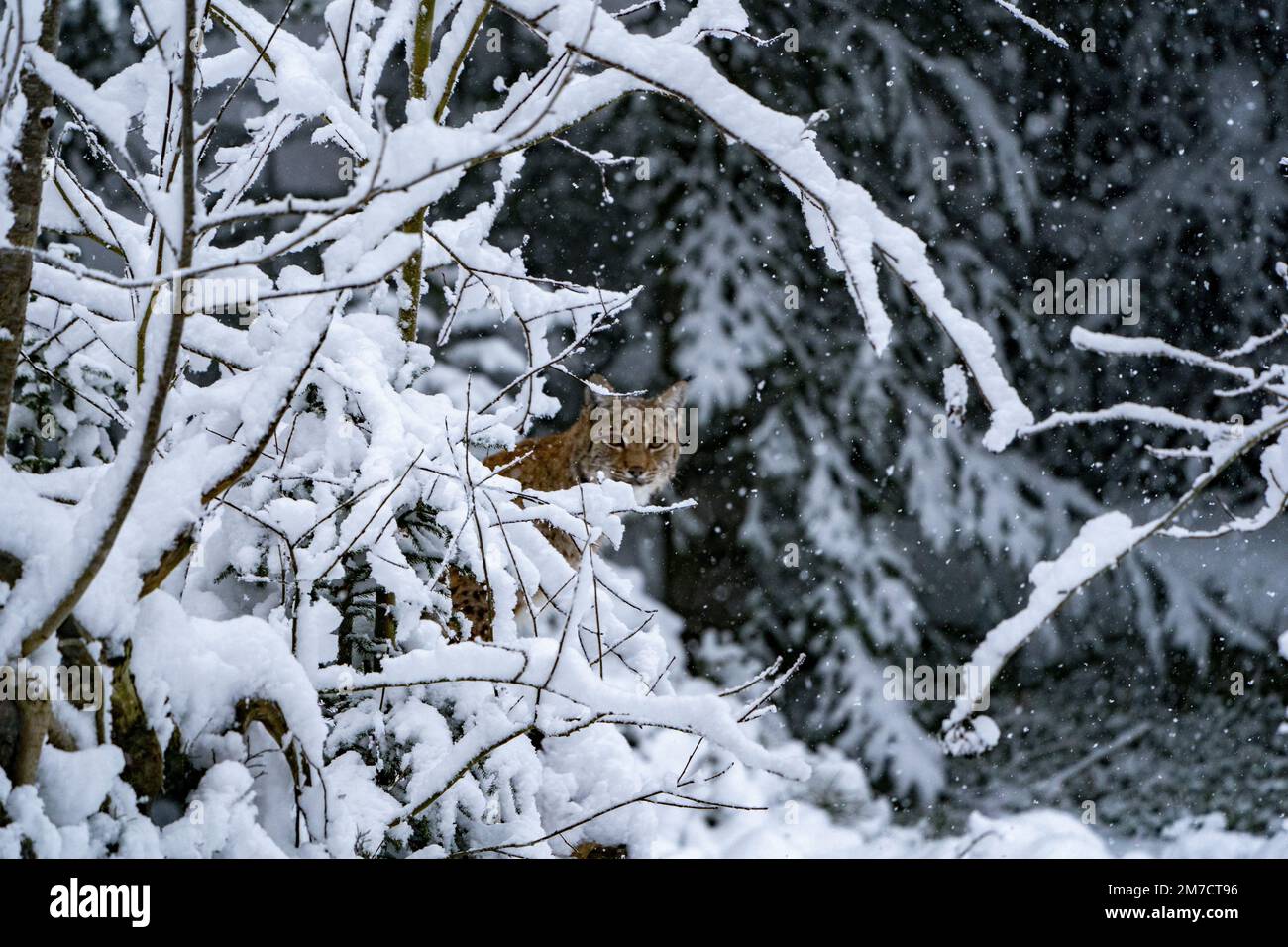 hunting Eurasian Lynx walking, wild cat in the forest with snow ...